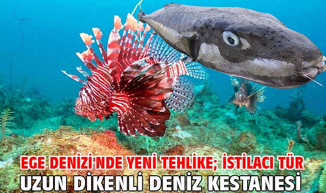 Ege Denizi'nde yeni tehlike; istilacı tür uzun dikenli deniz kestanesi ...